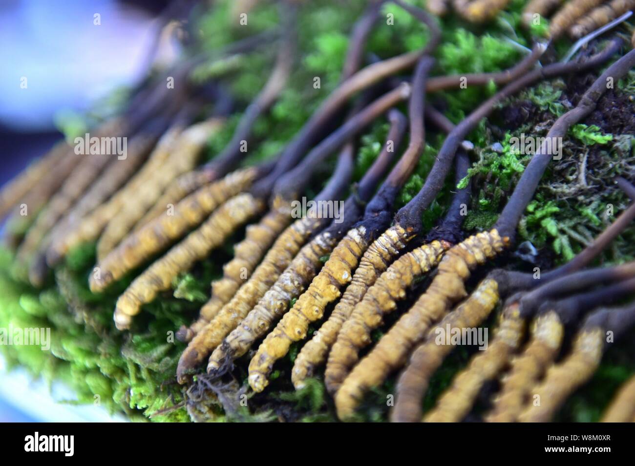 Caterpillar fungus hi-res stock photography and images - Alamy