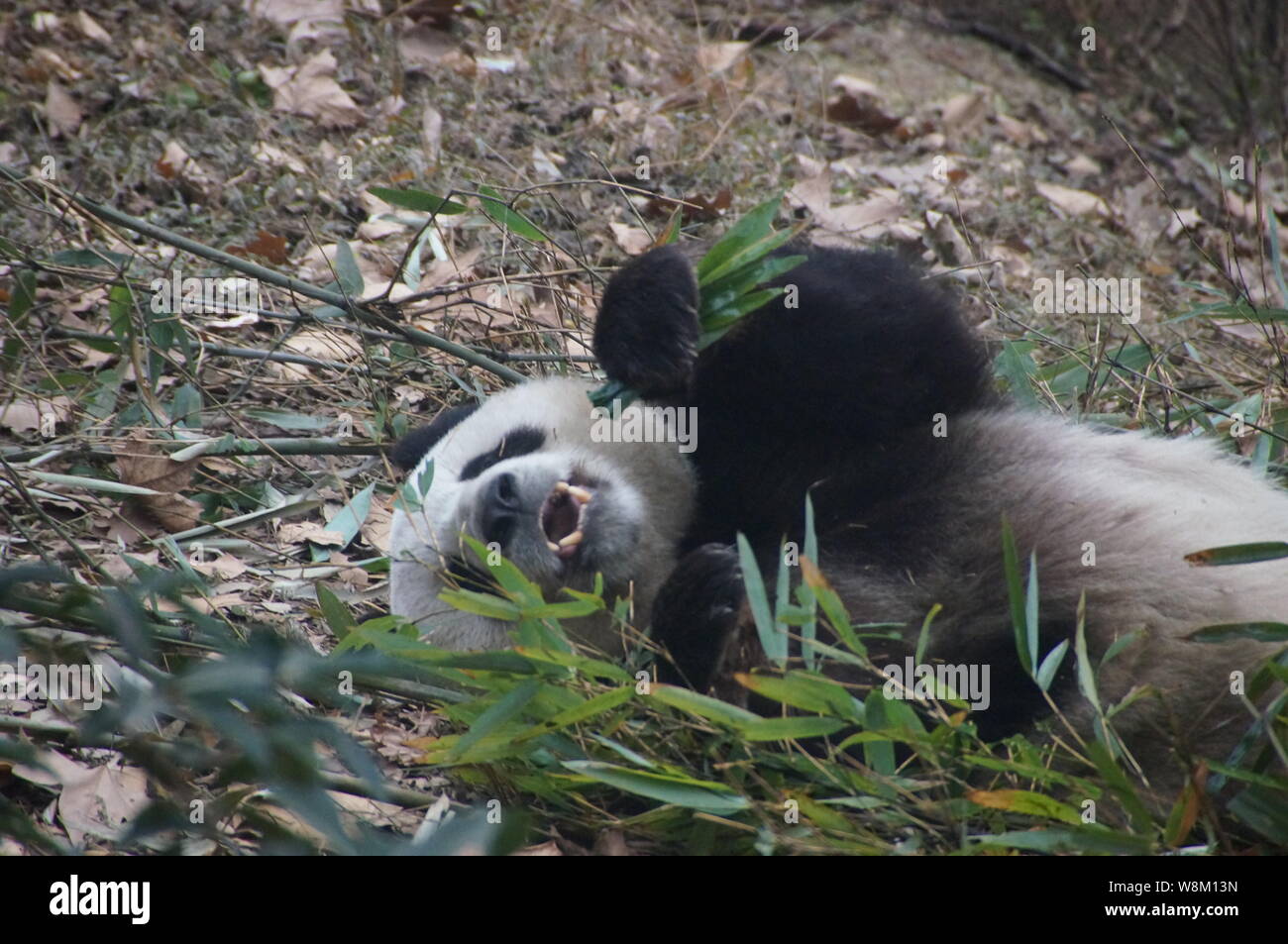 A giant panda eats bamboo at the Chengdu Research Base of Giant Panda ...