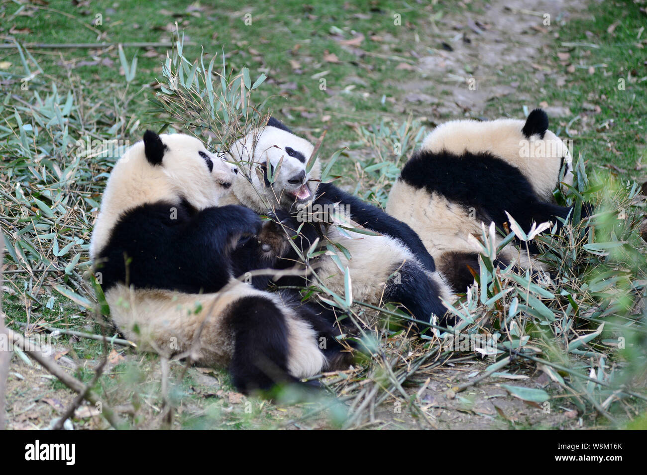 Giant pandas eat bamboo at the Chengdu Research Base of Giant Panda ...