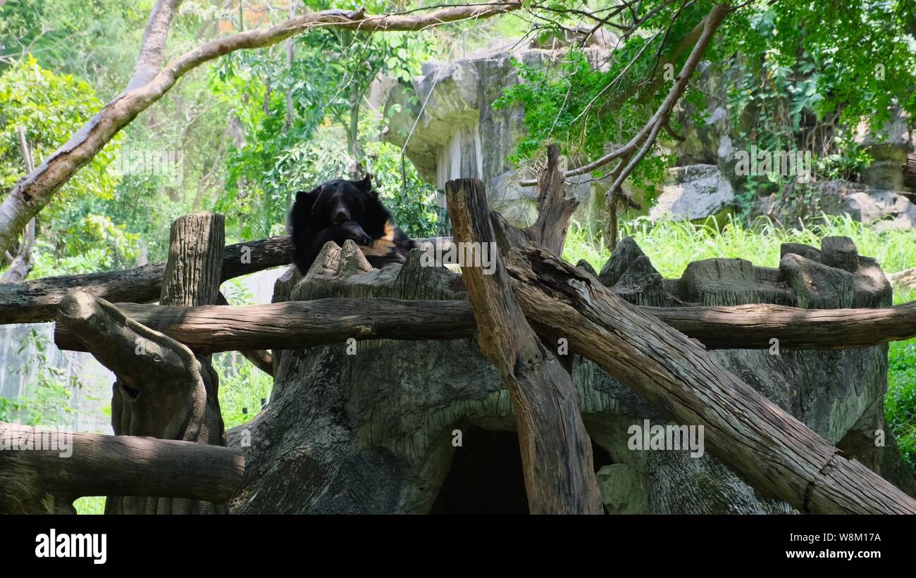 The bear is sleeping in a tree. Concept of animals in the zoo Stock ...