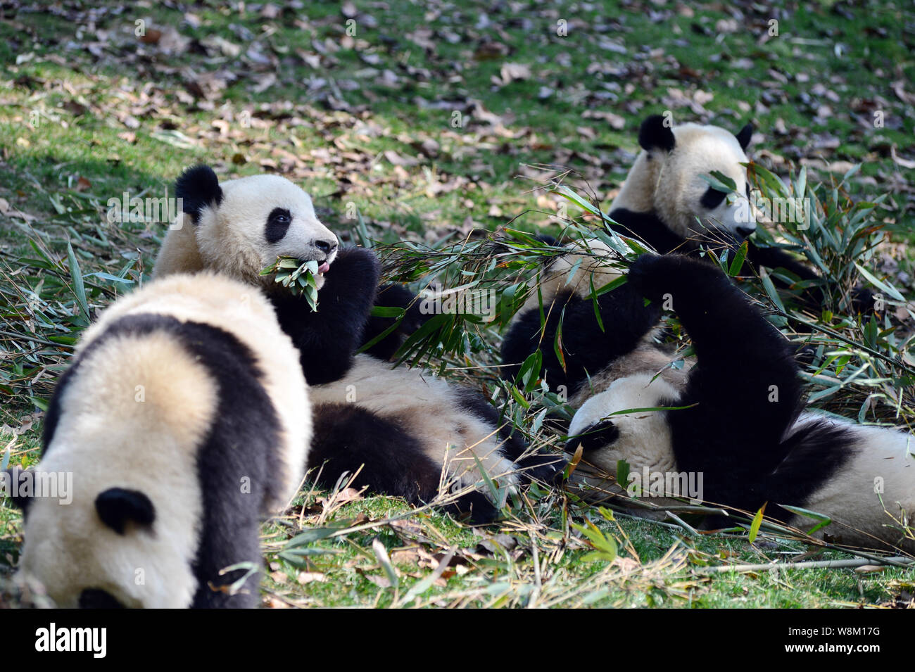 Giant pandas eat bamboo at the Chengdu Research Base of Giant Panda ...