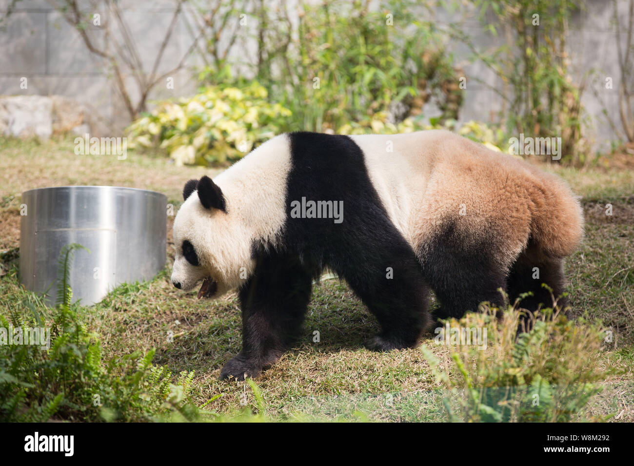 A giant panda wanders at the Seac Pai Van Park in Macau, China, 13 ...