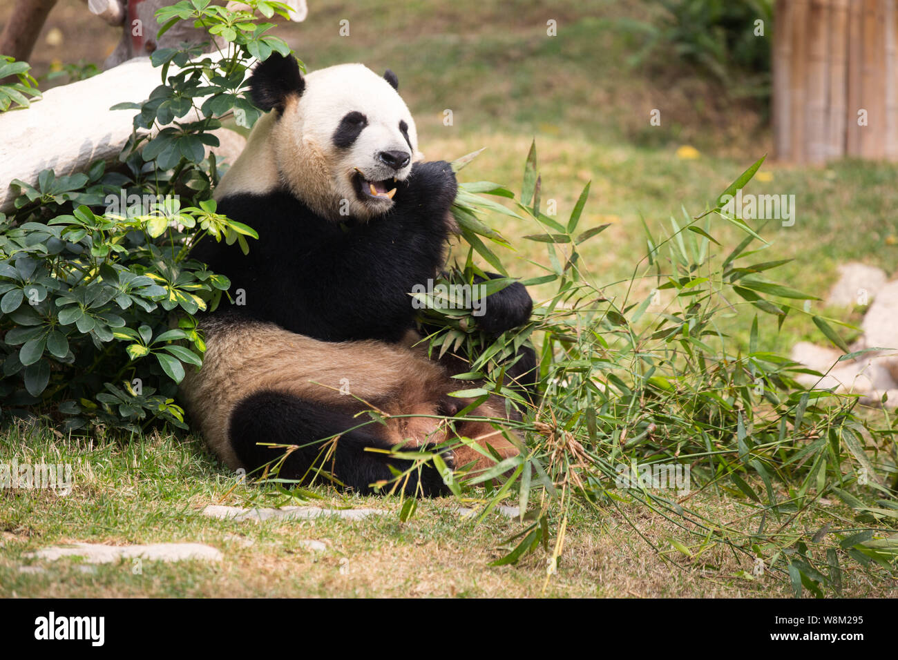 A giant panda eats bamboo at the Seac Pai Van Park in Macau, China, 13 ...