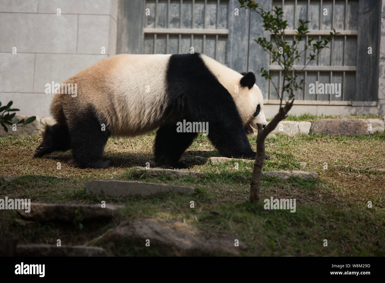 A giant panda wanders at the Seac Pai Van Park in Macau, China, 13 ...