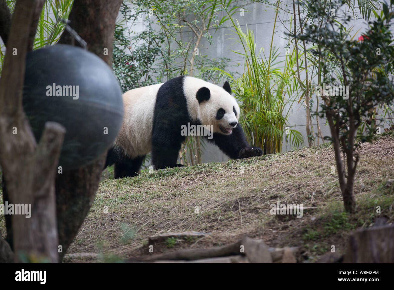 Giant panda panda macau pandas hi-res stock photography and images - Alamy