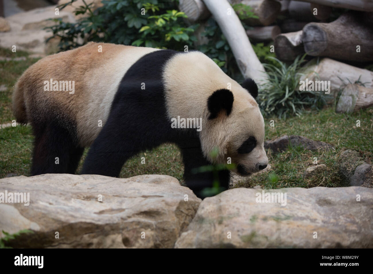 A giant panda wanders at the Seac Pai Van Park in Macau, China, 13 ...