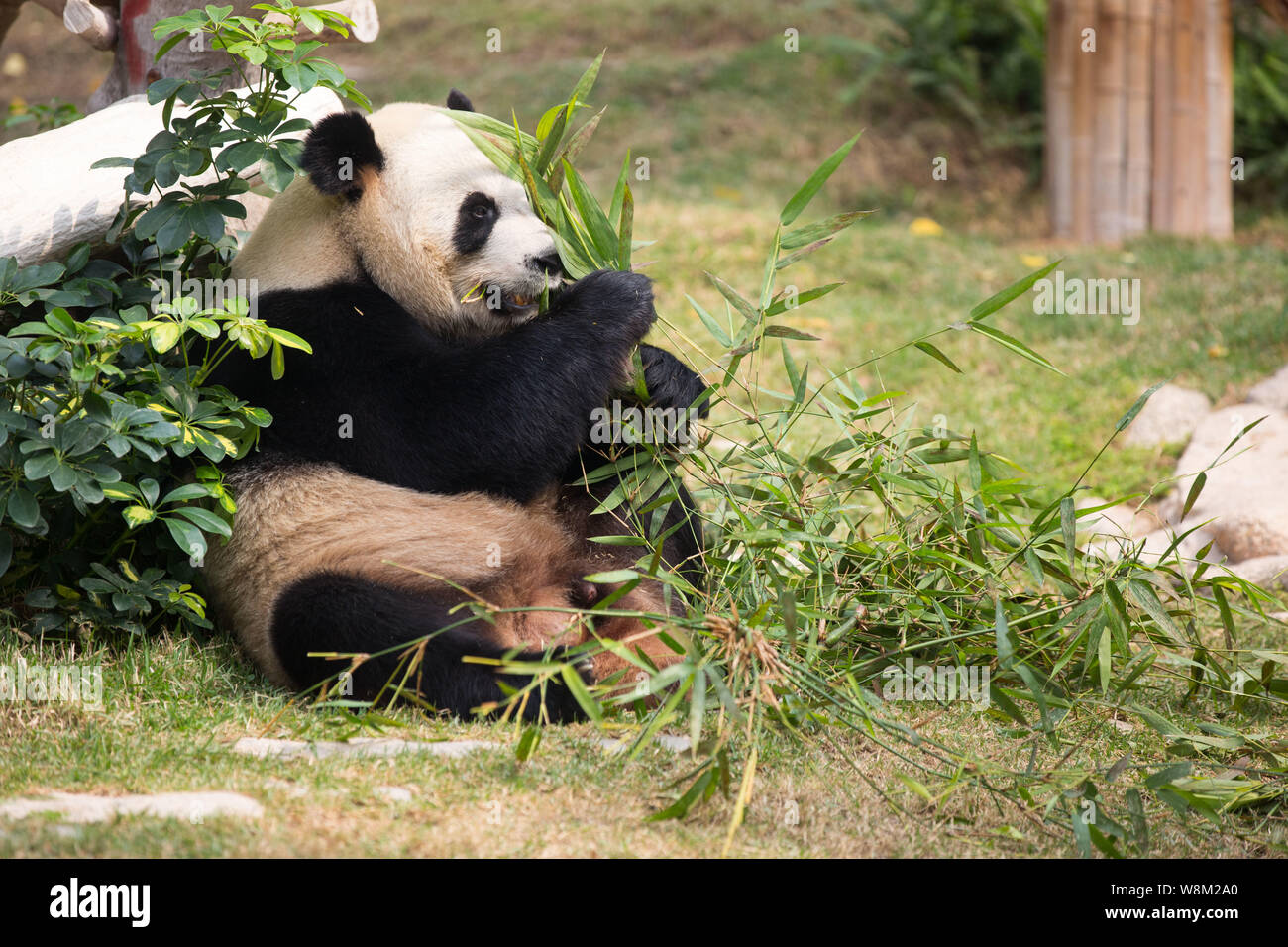 A giant panda eats bamboo at the Seac Pai Van Park in Macau, China, 13 ...