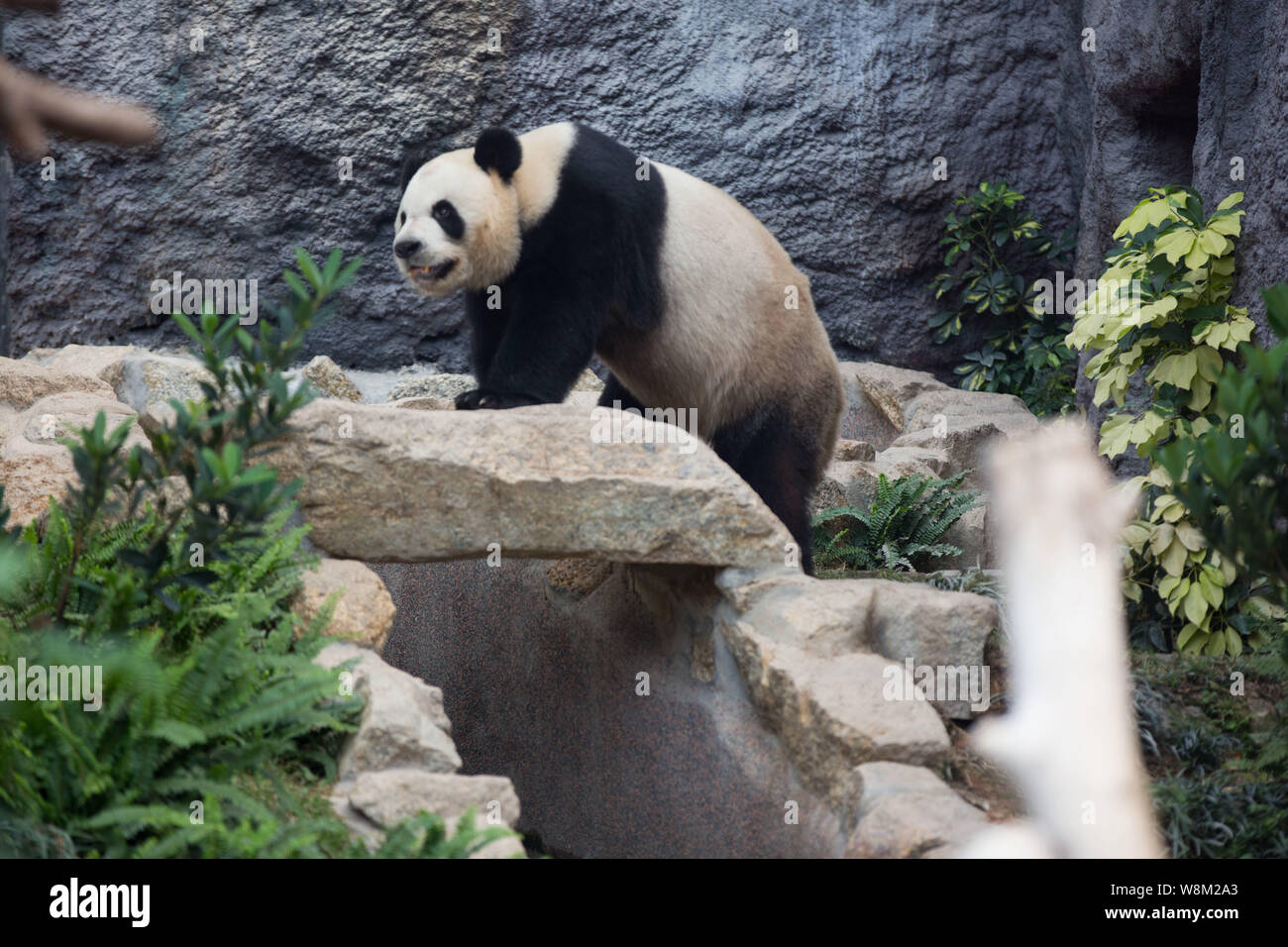 A giant panda wanders at the Seac Pai Van Park in Macau, China, 13 ...