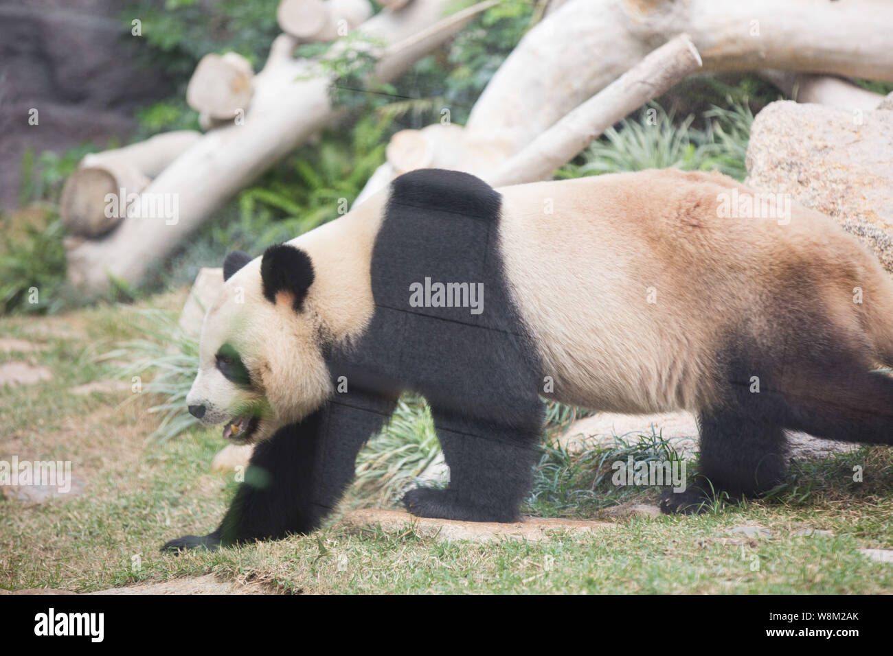 A giant panda wanders at the Seac Pai Van Park in Macau, China, 13 ...