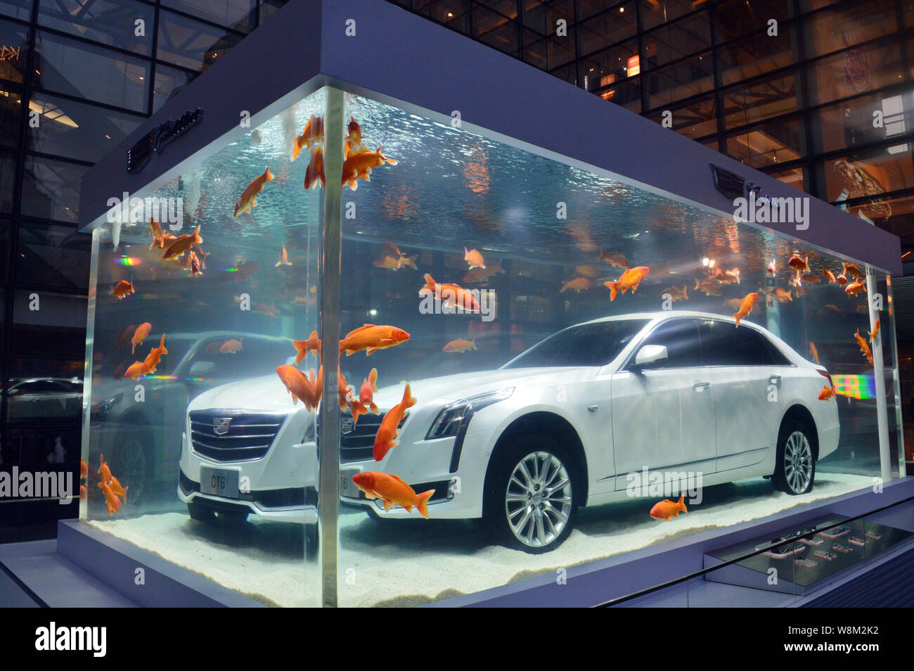 Red carps swim around a Cadillac CT6 on display in a fish tank in ...