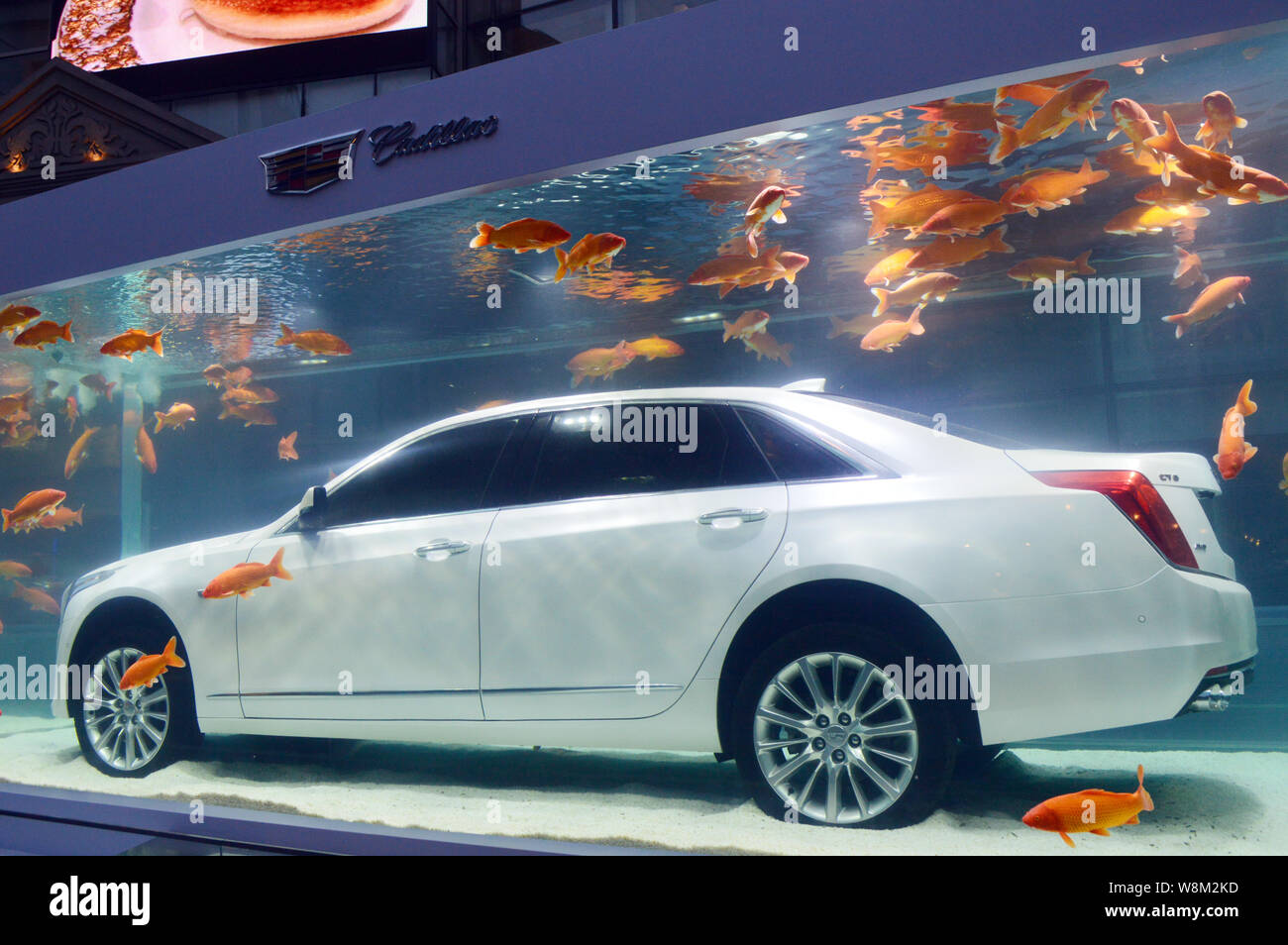 Red carps swim around a Cadillac CT6 on display in a fish tank in ...