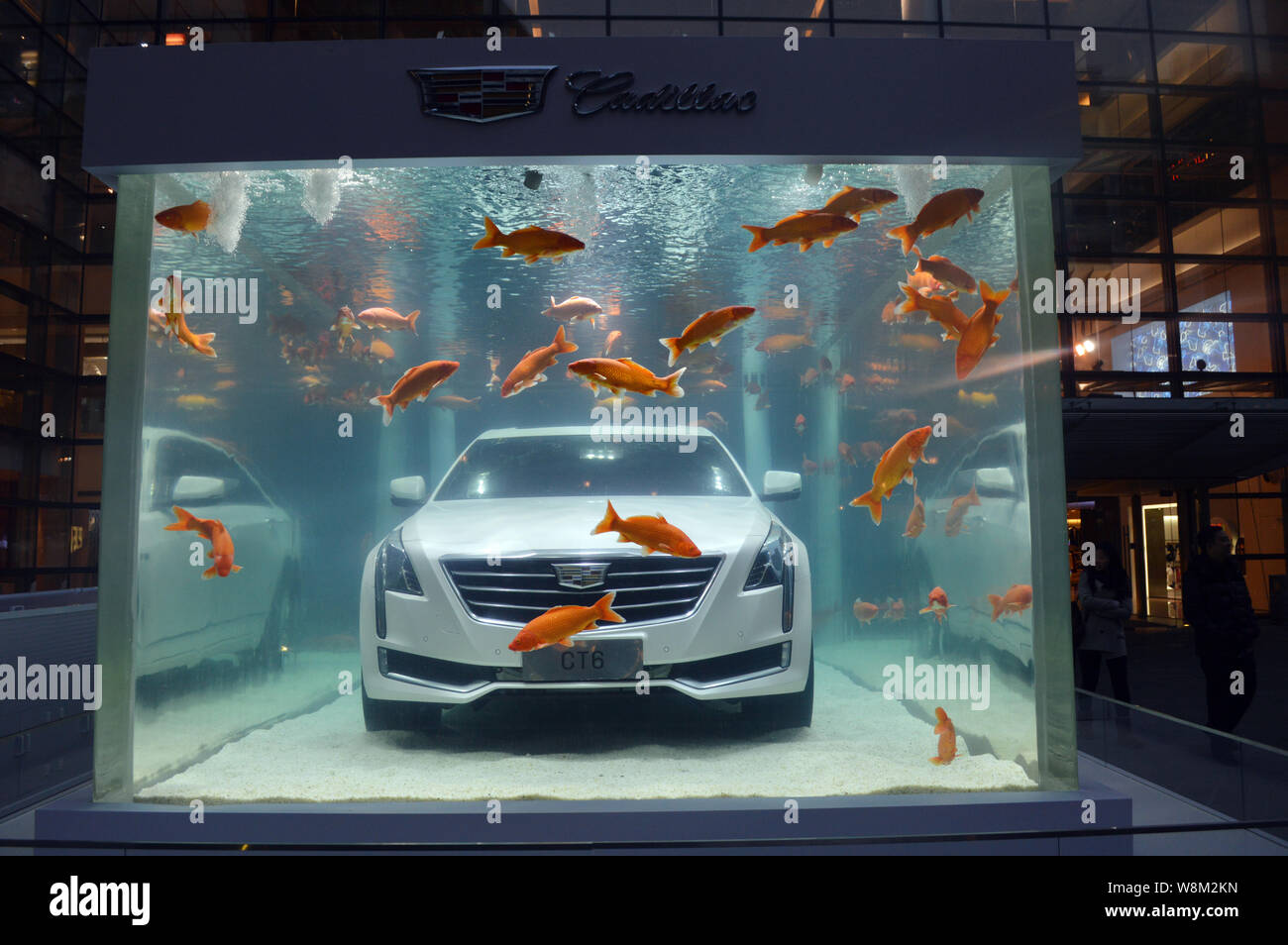 Red carps swim around a Cadillac CT6 on display in a fish tank in ...