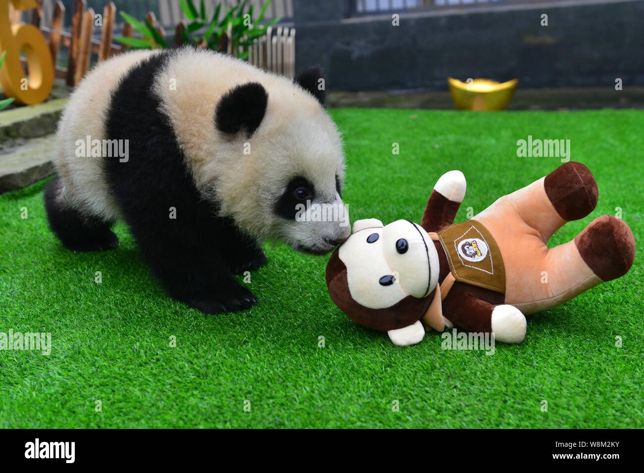 A giant panda cub born in 2015 plays with a toy monkey at the China ...
