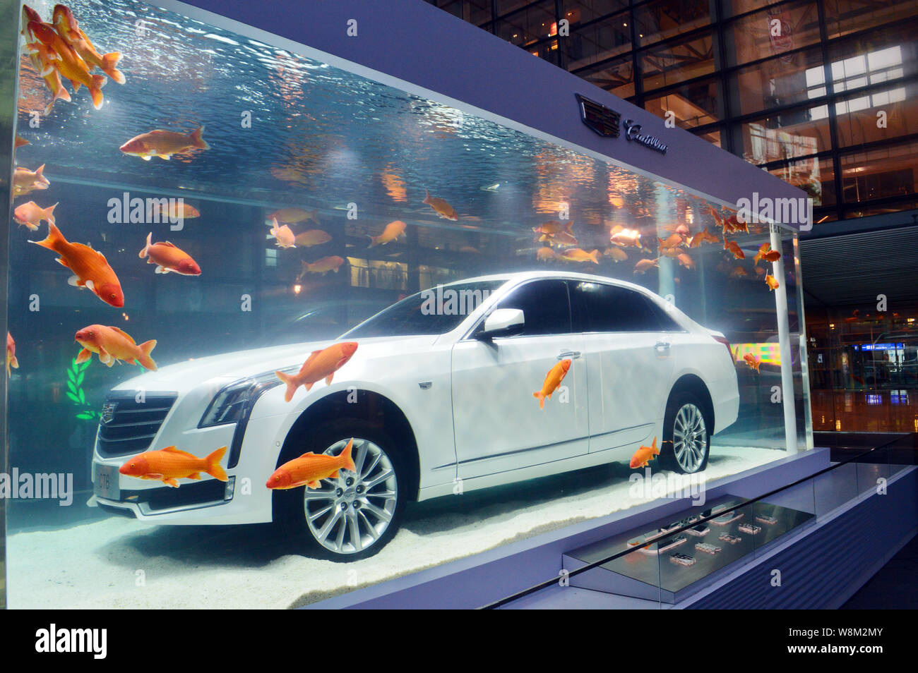 Red carps swim around a Cadillac CT6 on display in a fish tank in ...