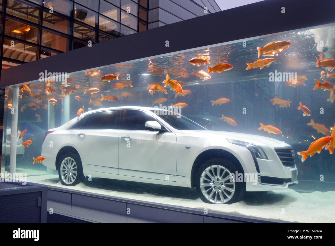 Red carps swim around a Cadillac CT6 on display in a fish tank in ...
