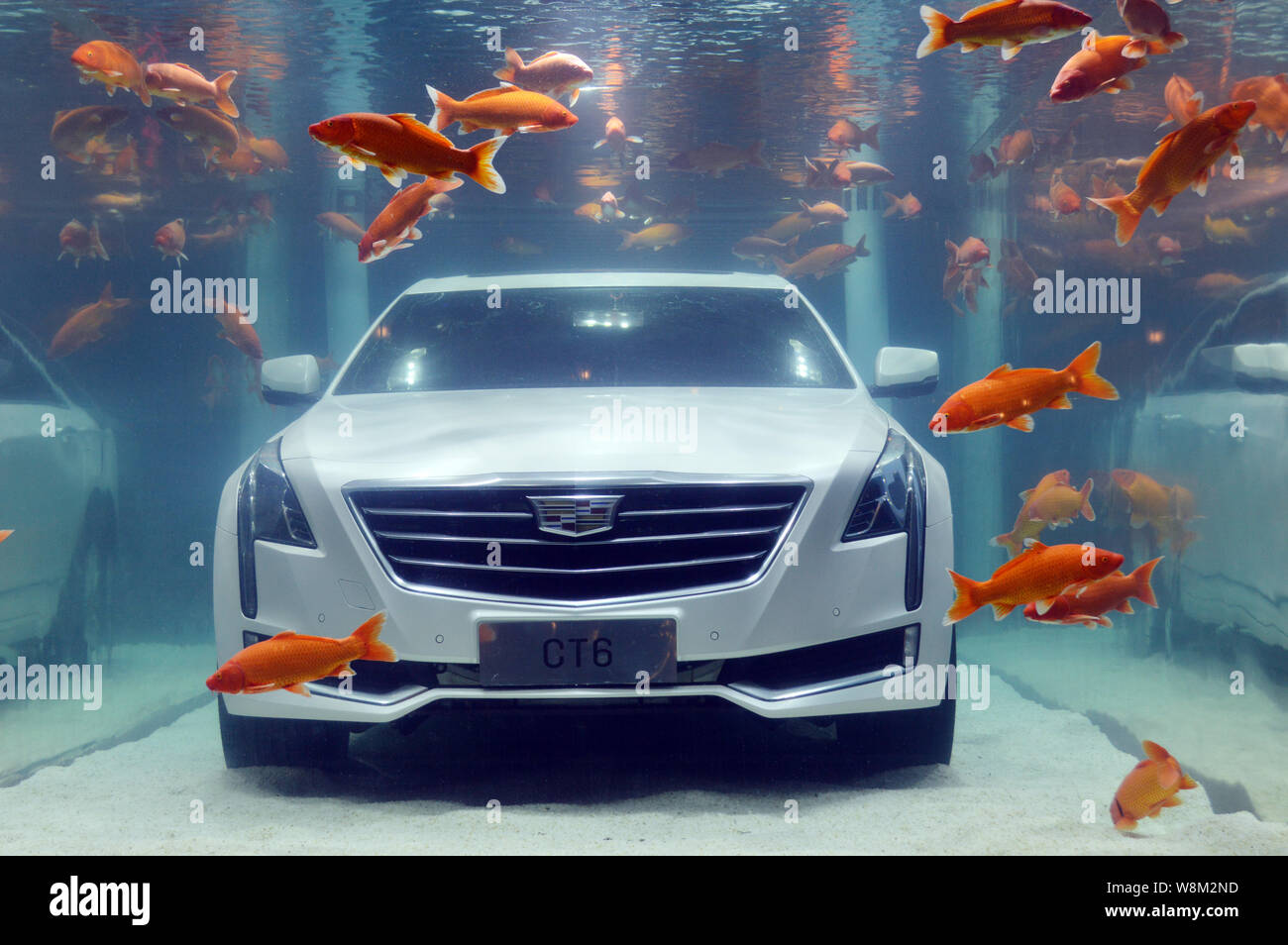 Red carps swim around a Cadillac CT6 on display in a fish tank in ...