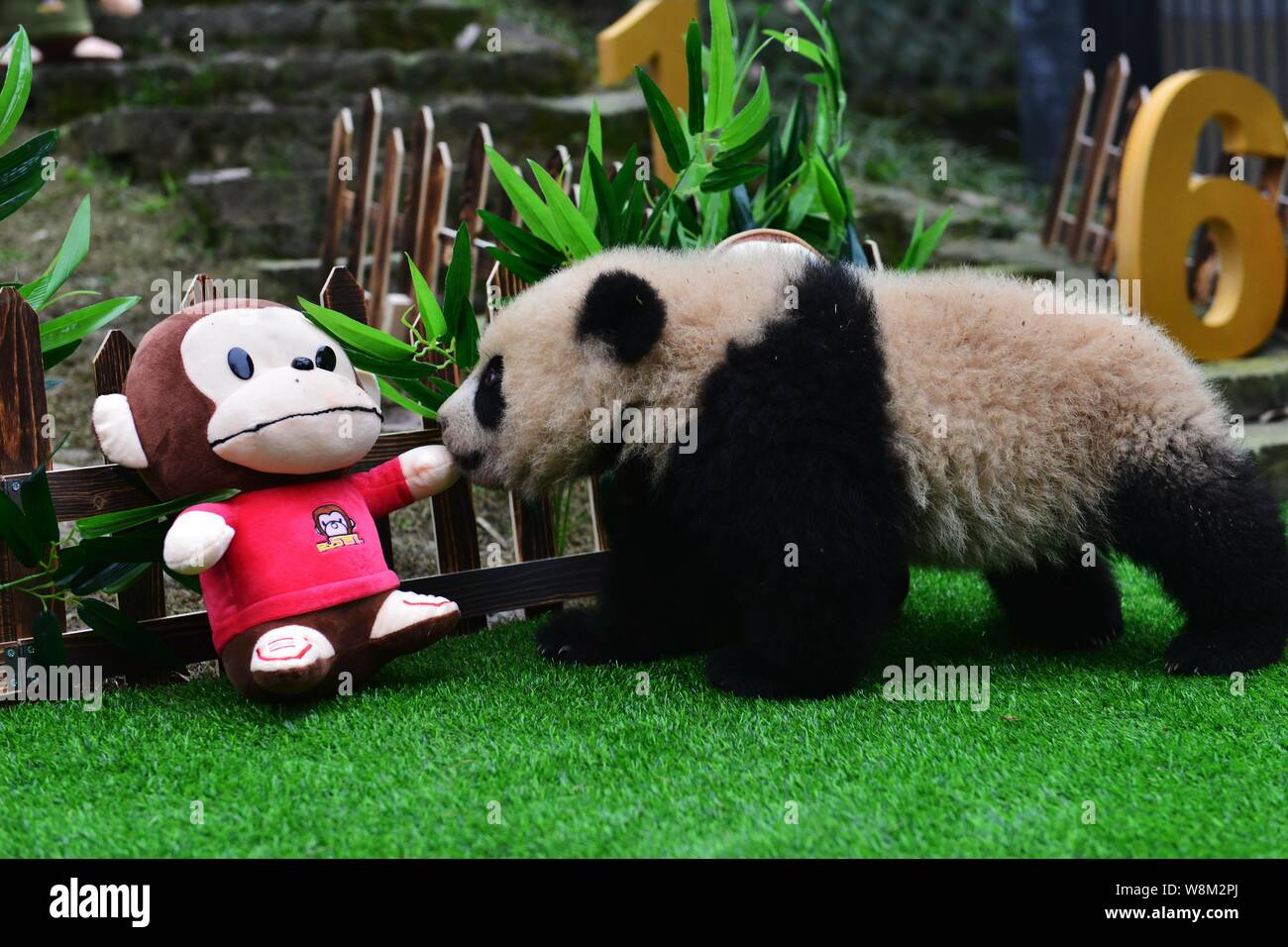 A giant panda cub born in 2015 plays with a toy monkey at the China ...