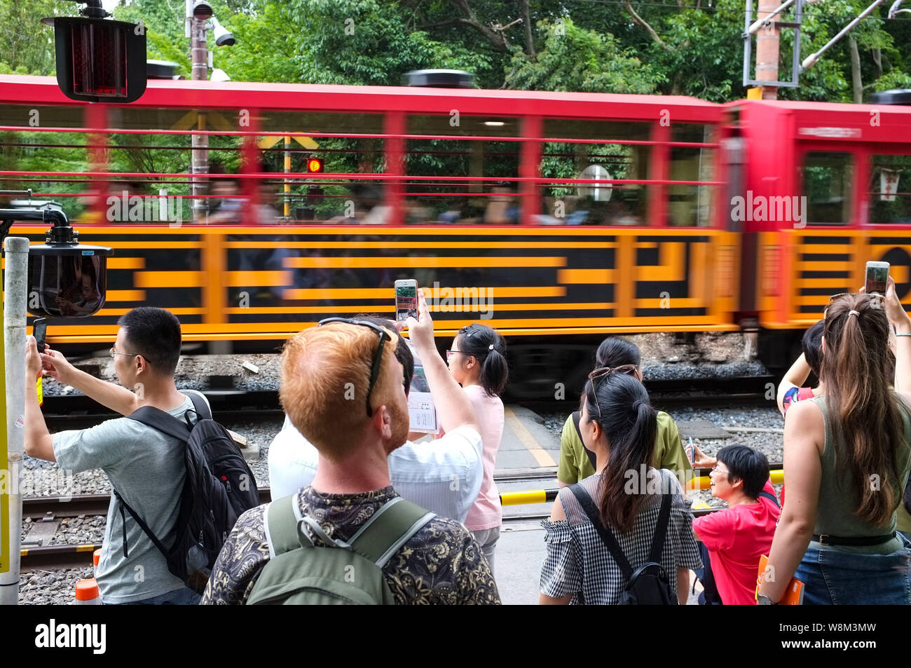 Tourist photograph and film a train going through the Arashiyama Bamboo ...