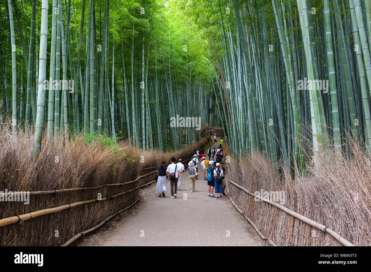 Arashiyama Bamboo Grove also known as the Sagano Bamboo Forest, located ... Arashiyama Bamboo Grove also known as the Sagano Bamboo Forest, located ...