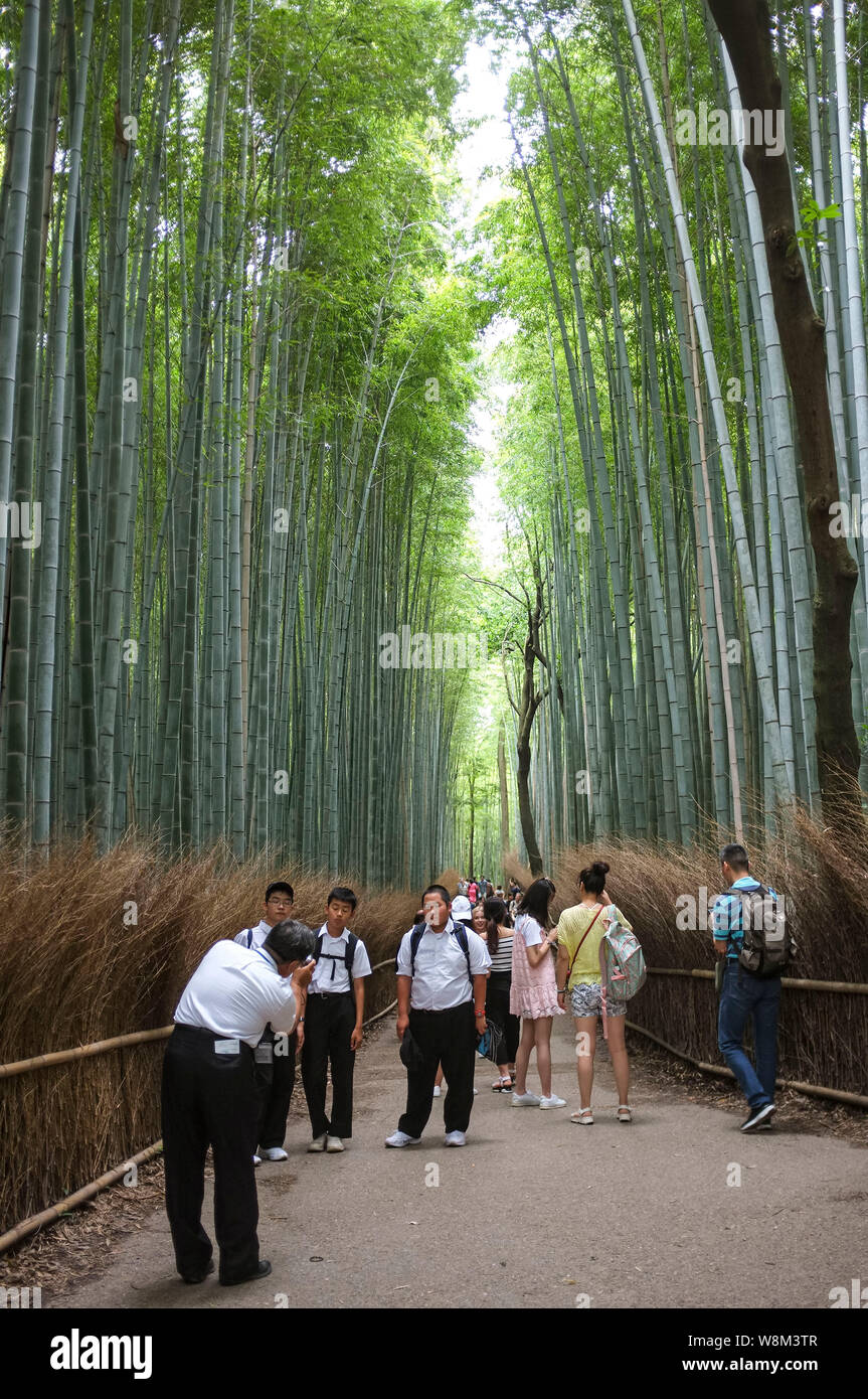The sagano bamboo forest hi-res stock photography and images - Alamy