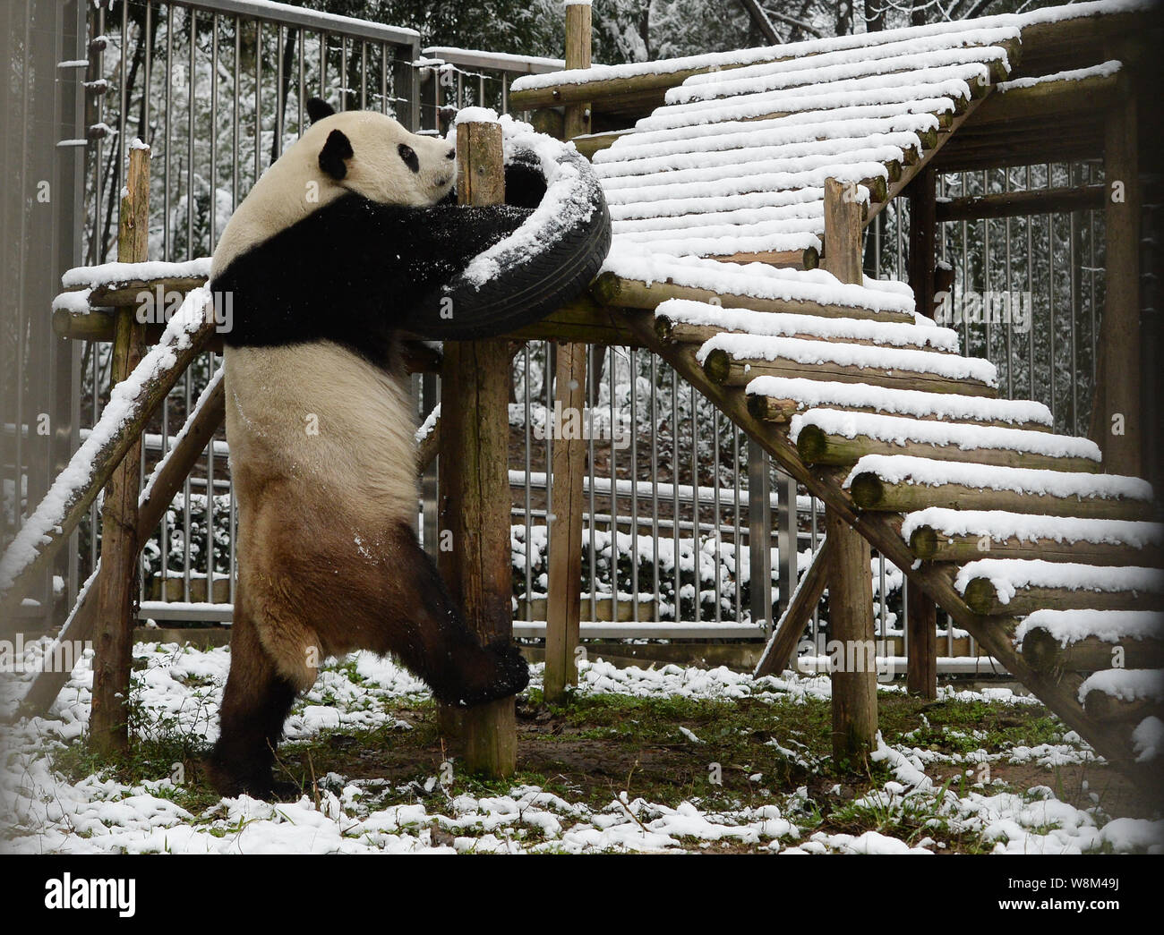 Giant panda Wei Wei plays with a tire in the snow at Wuhan Zoo in Wuhan ...