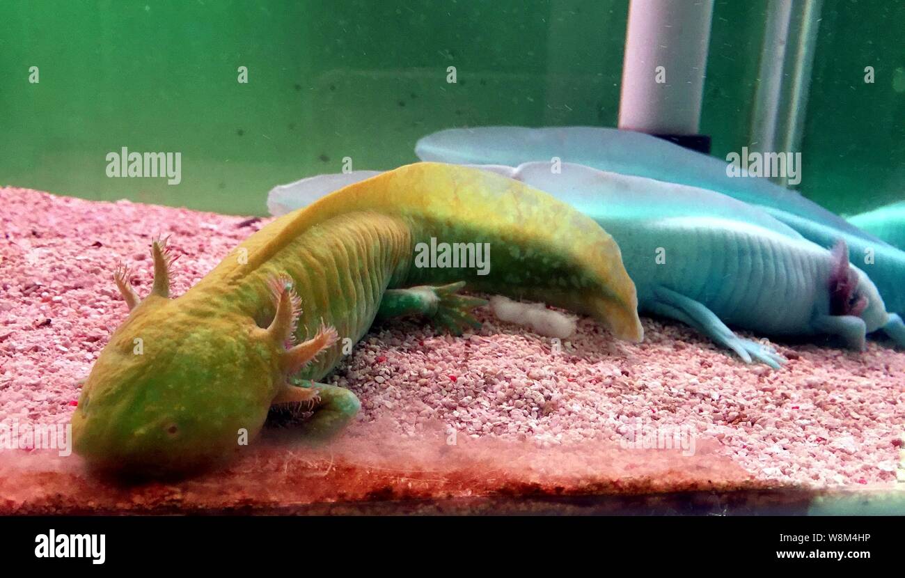 Axolotl City Different Types Of Axolotls Axolotl Colors Axolotl Morphs