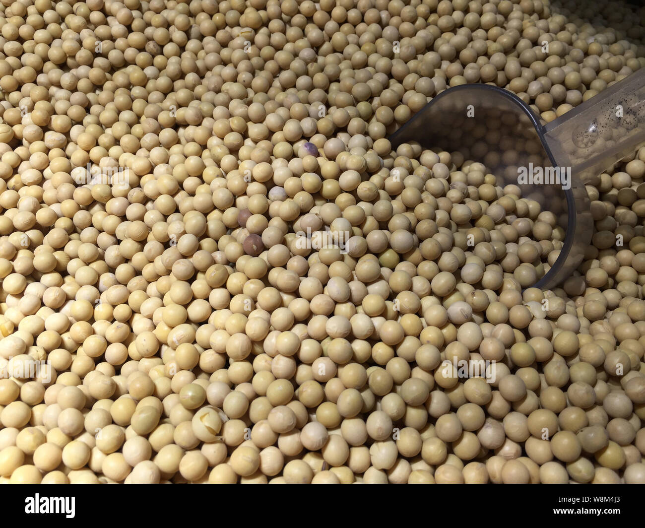 Soybean file hi-res stock photography and images - Alamy