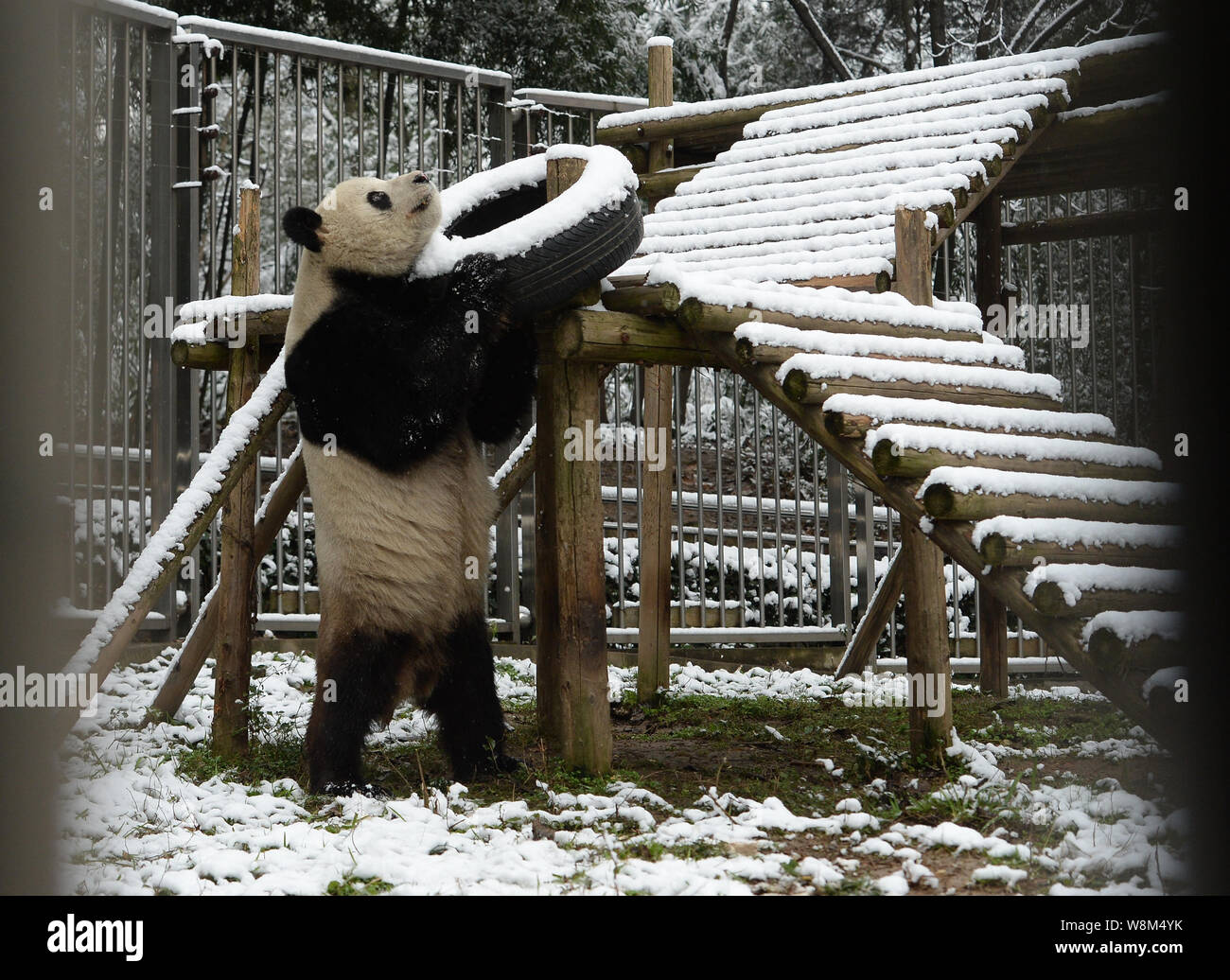 Giant panda Wei Wei plays with a tire in the snow at Wuhan Zoo in Wuhan ...