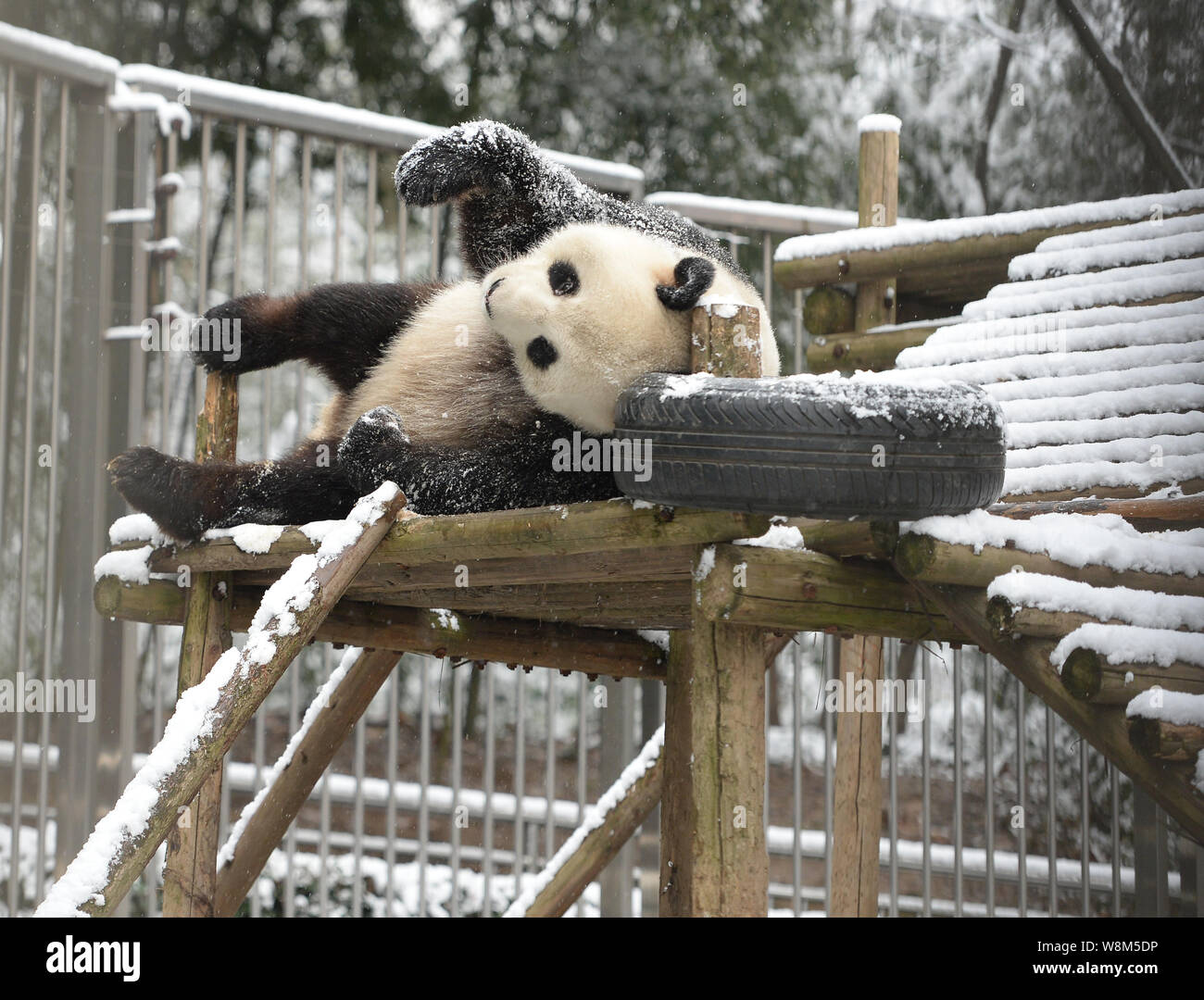 Giant panda Wei Wei plays on a snow-covered wooden stand at Wuhan Zoo ...