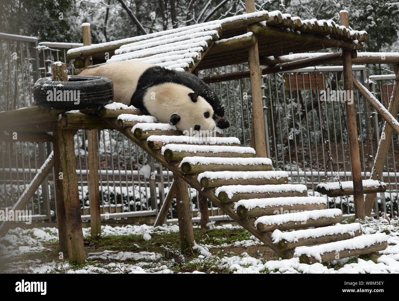 Giant panda Wei Wei plays on a snow-covered wooden stand at Wuhan Zoo ...