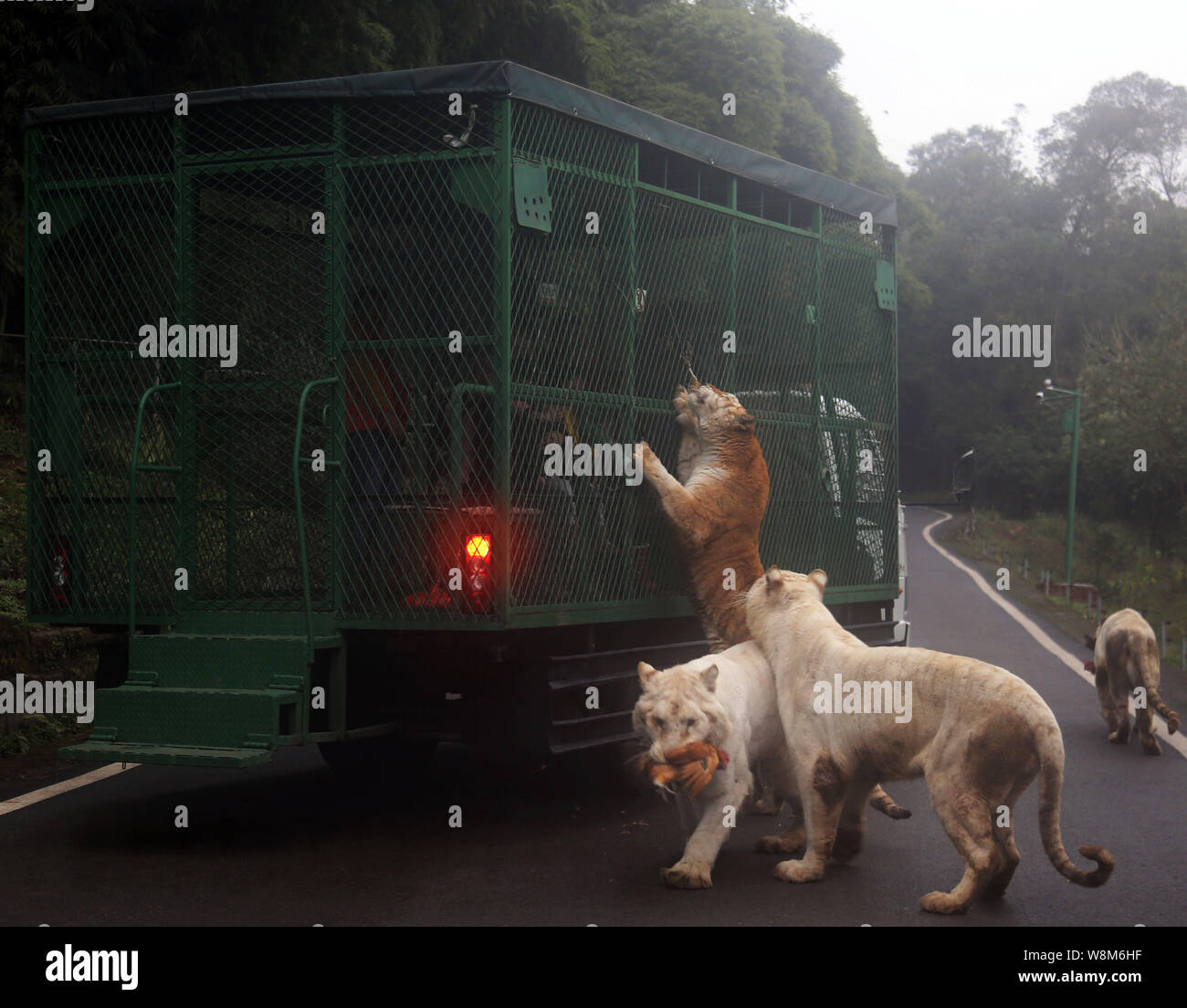 Tigers grab food offered by tourists inside a sightseeing vehicle at ...