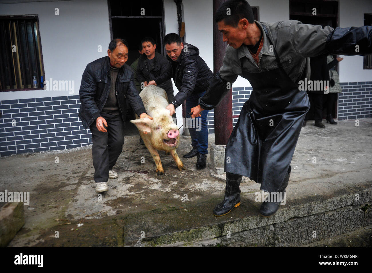 Pig house hi-res stock photography and images - Alamy