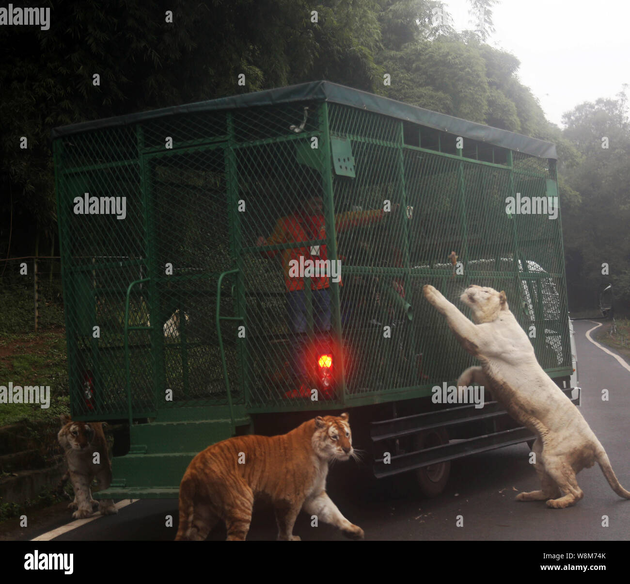 A tiger tries to grab food offered by tourists inside a sightseeing ...