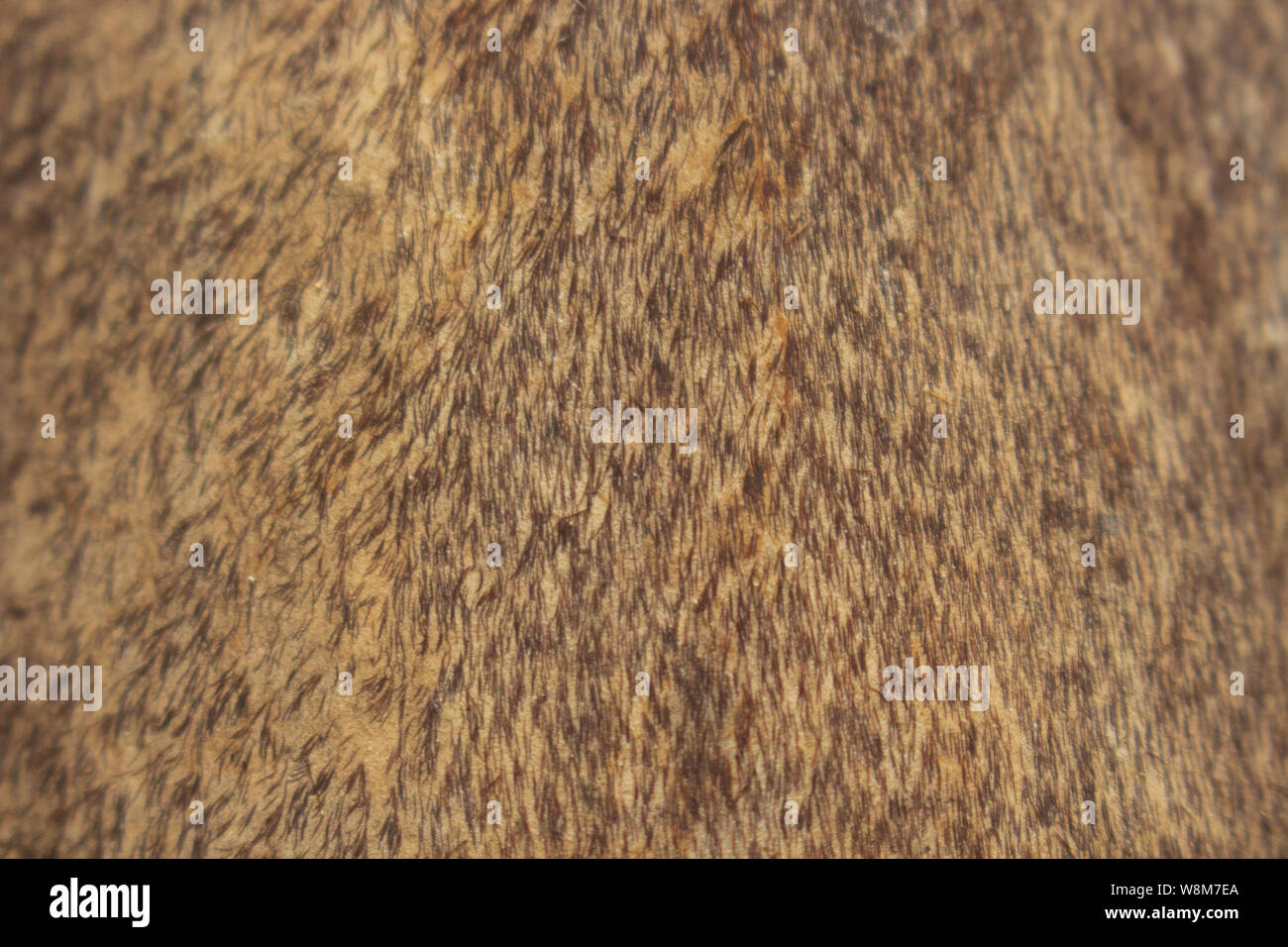 Closeup bamboo skin full hi-res stock photography and images - Alamy