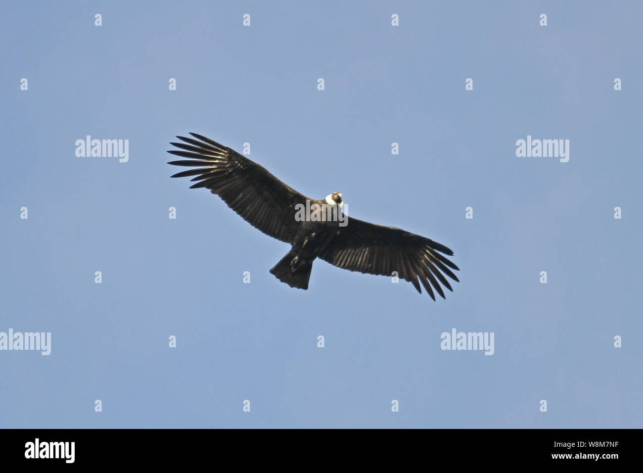 Andean Condor in flight over the Beagle Channel, Ushuaia, Tierra del ...