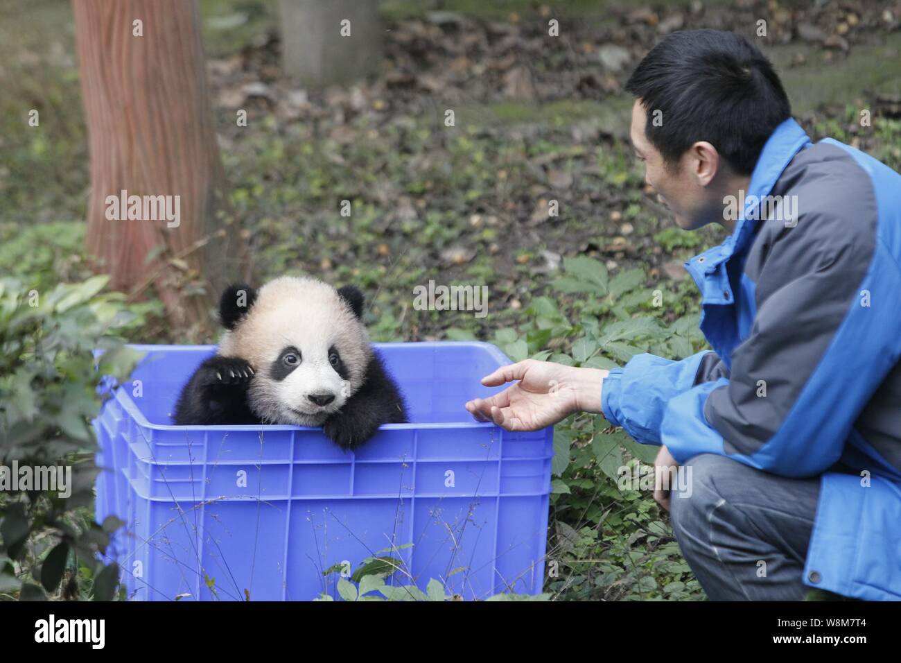 A Chinese keeper interacts with the five-month-old panda cub born by ...