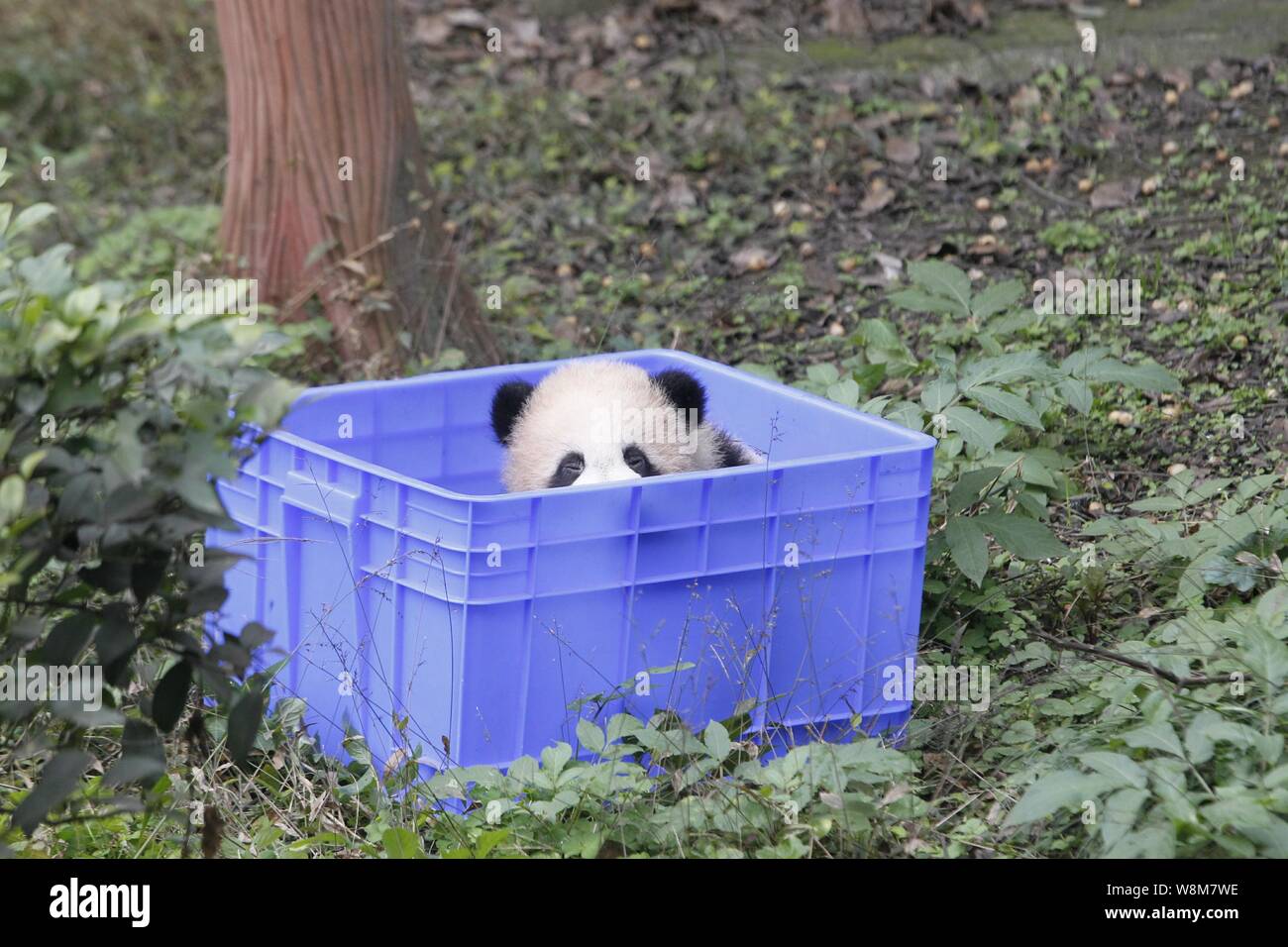 The five-month-old panda cub born by female giant panda Yaya stays in a ...