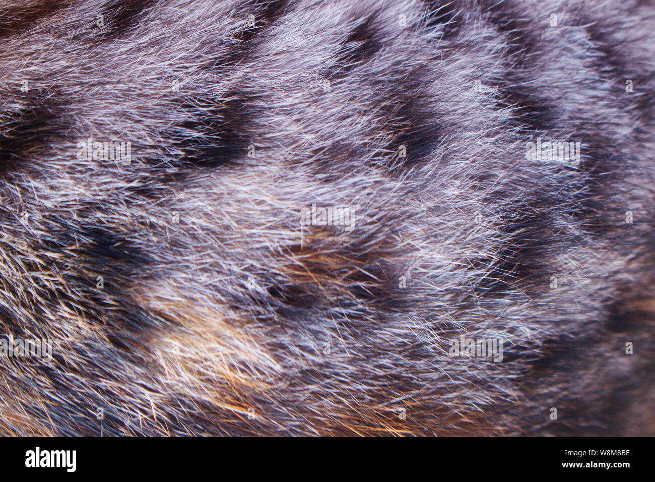 Close up cat fur texture grey hi-res stock photography and images - Alamy