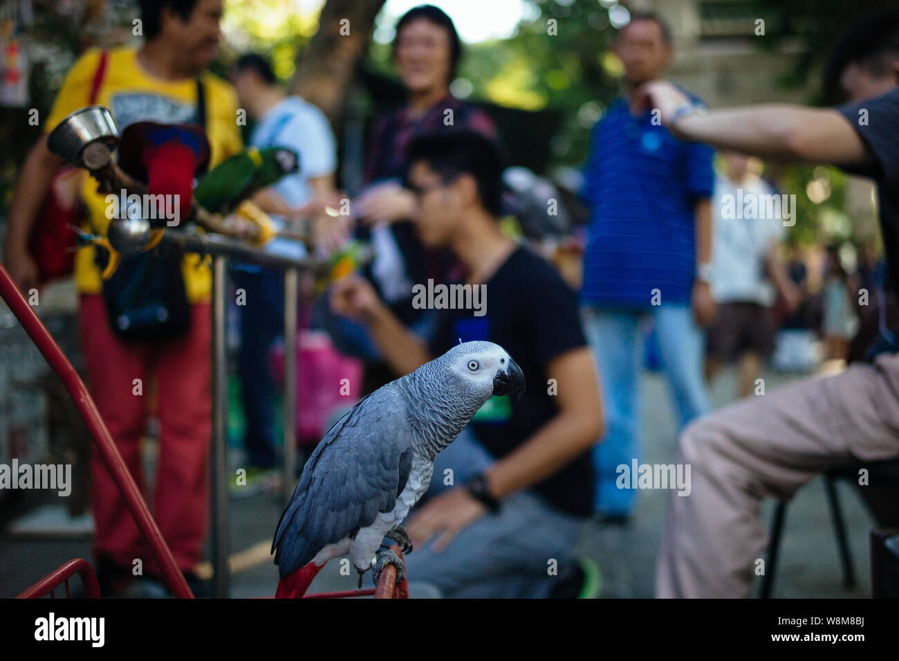 People look at parrots at a popular bird garden in Mong Kok, Hong Kong ...