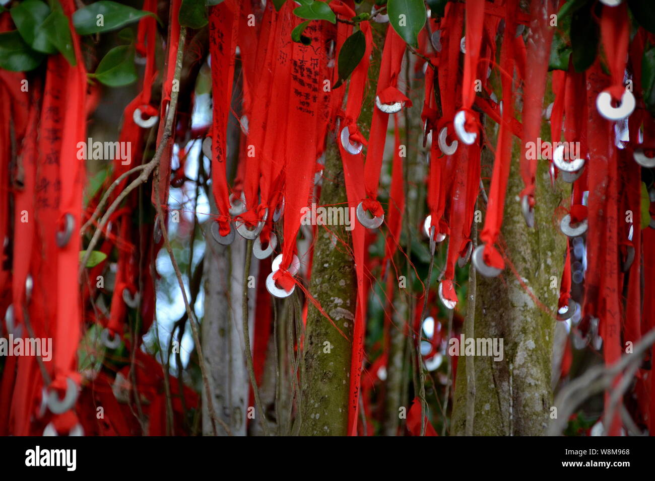 Wishing tree with coins in Sekinchan, Selangor, Malaysia Stock Photo ...