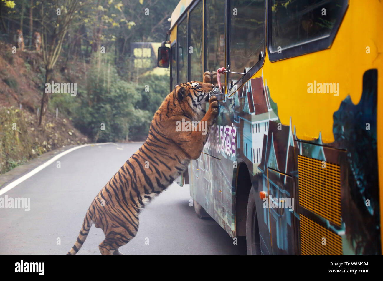 A tiger tries to grab food offered by tourists inside a sightseeing bus ...