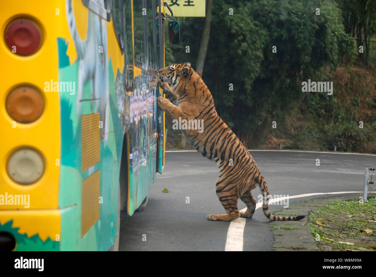A tiger looks into a sightseeing bus to ask for food at the wildlife ...