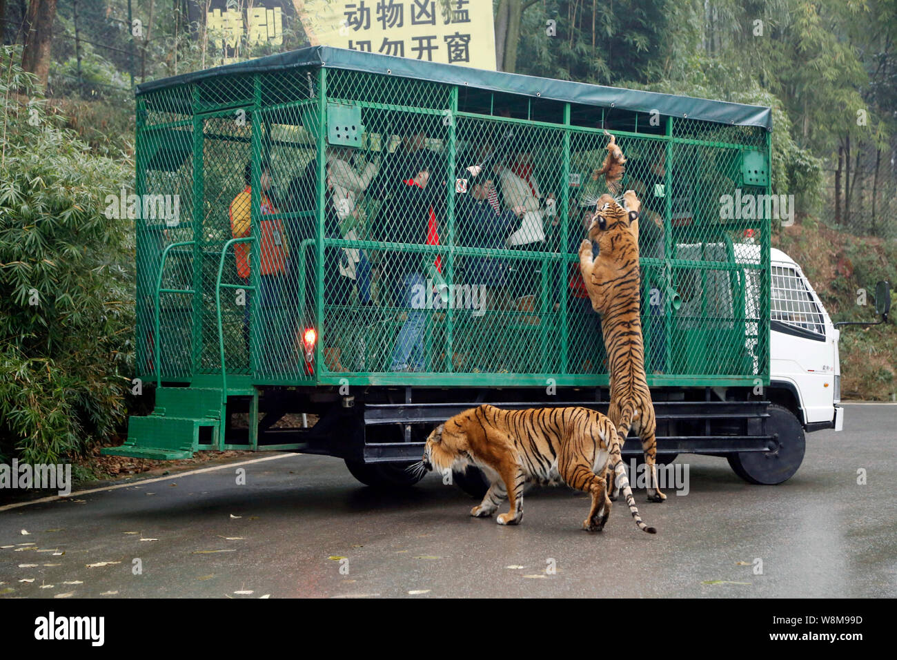 A tiger tries to grab a live chicken offered by tourists inside a ...