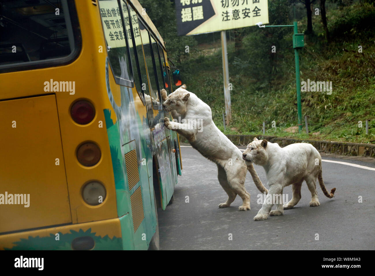 Two white tigers try to grab food offered by tourists inside a ...