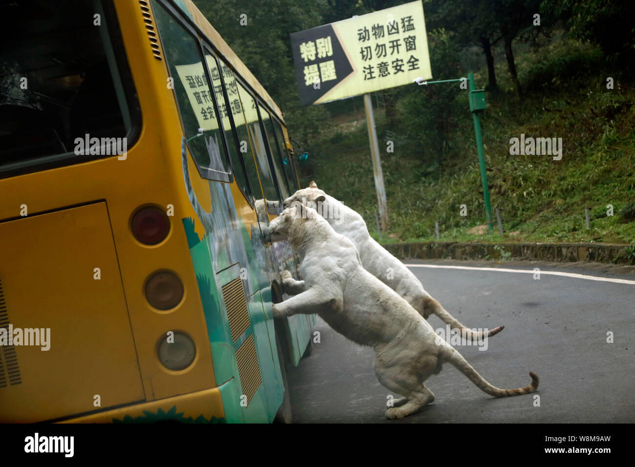 Two white tigers try to grab food offered by tourists inside a ...