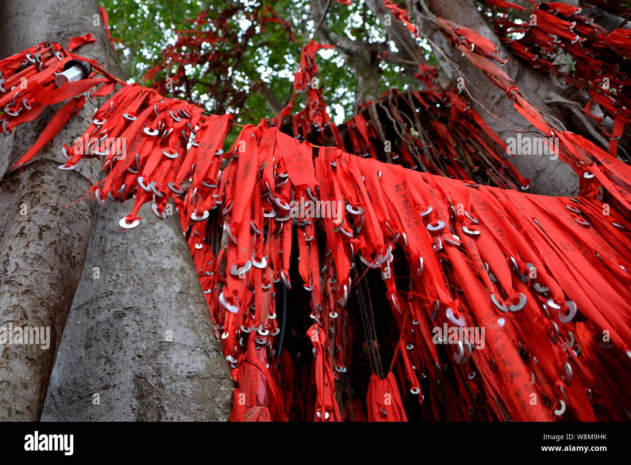 Wishing tree with coins in Sekinchan, Selangor, Malaysia Stock Photo ...