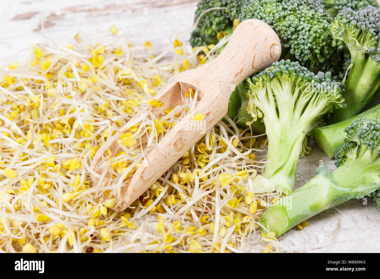Nutritious broccoli sprouts and fresh vegetable containing natural ...