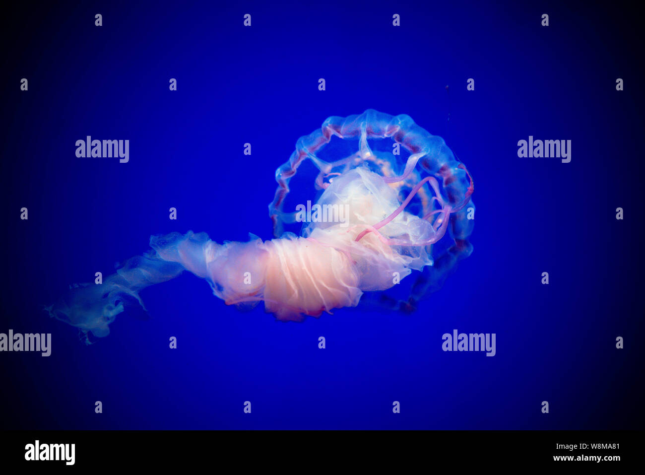 Shanghai ocean aquarium china hi-res stock photography and images - Alamy