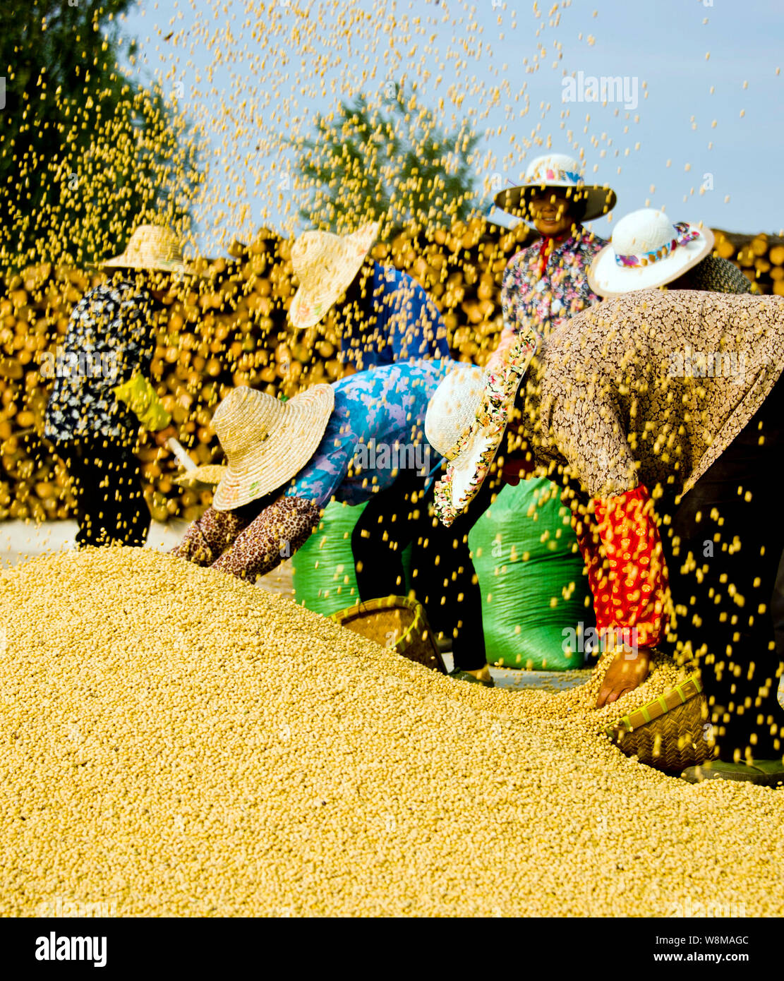 Soybean file hi-res stock photography and images - Alamy
