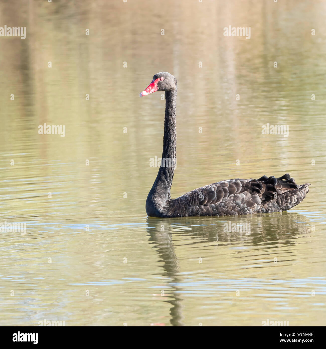Black Swan (Cygnus atratus Stock Photo - Alamy